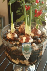 Forcing Flower Bulbs For Christmas – Insightful Nana